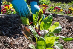 Enrich Your Garden Soil with Straw: Tips for Effective Soil Improvement ...