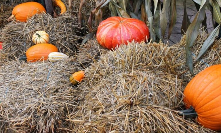 Enrich Your Garden Soil with Straw: Tips for Effective Soil Improvement ...