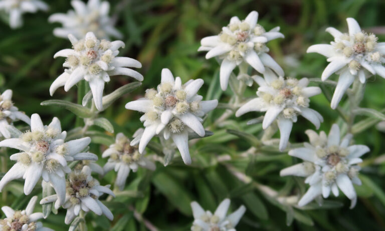 Introducing Edelweiss: A Delicate Beauty for Your Rock Garden – Garden ...