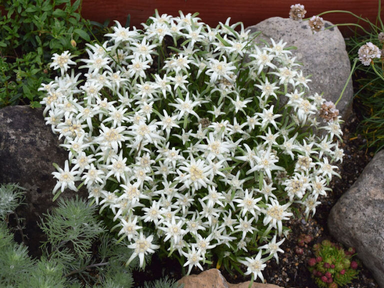 Introducing Edelweiss: A Delicate Beauty for Your Rock Garden – Garden ...