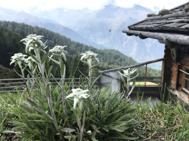 Introducing Edelweiss: A Delicate Beauty for Your Rock Garden – Garden ...