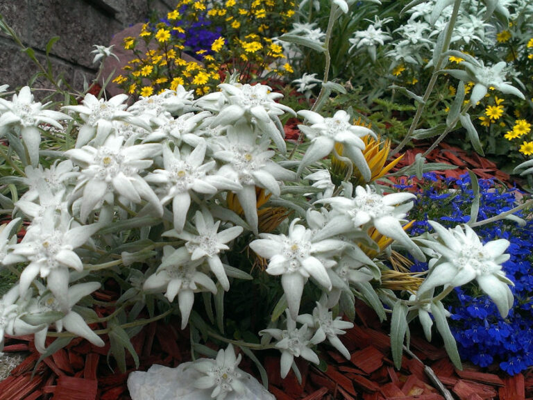 Introducing Edelweiss: A Delicate Beauty for Your Rock Garden – Garden ...