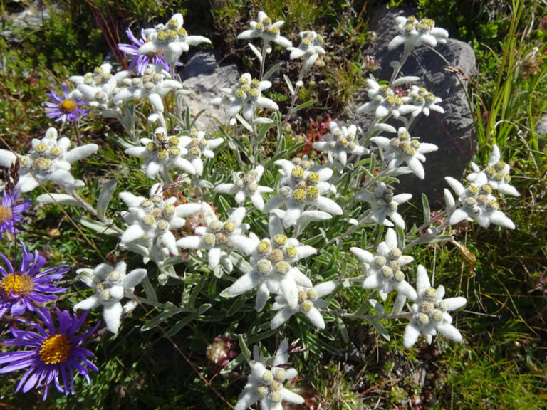 Introducing Edelweiss: A Delicate Beauty for Your Rock Garden – Garden ...