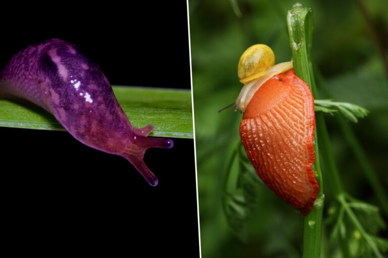 The Intrusion of Non-Native Slugs into Your Garden: A Growing Concern ...