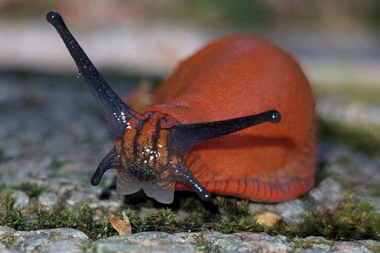 The Intrusion of Non-Native Slugs into Your Garden: A Growing Concern ...