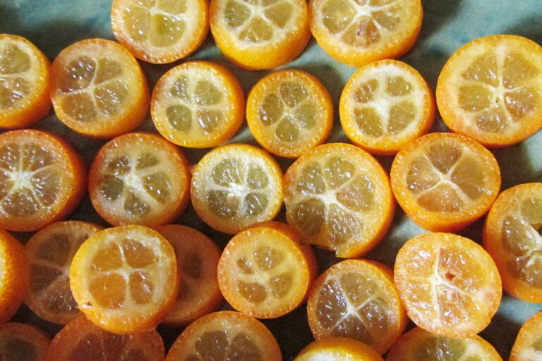 Citrus Curiosities: The Fascinating World of Kumquats – Garden Guide