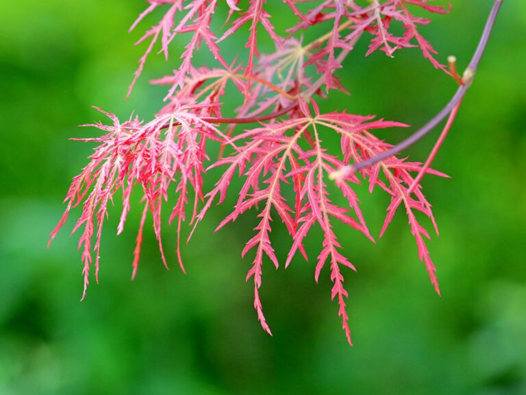 Adding Elegance to Your Garden: A Guide to Growing Laceleaf Japanese ...