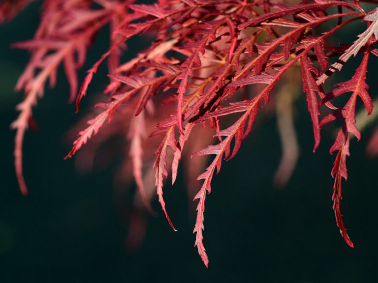 Adding Elegance to Your Garden: A Guide to Growing Laceleaf Japanese ...