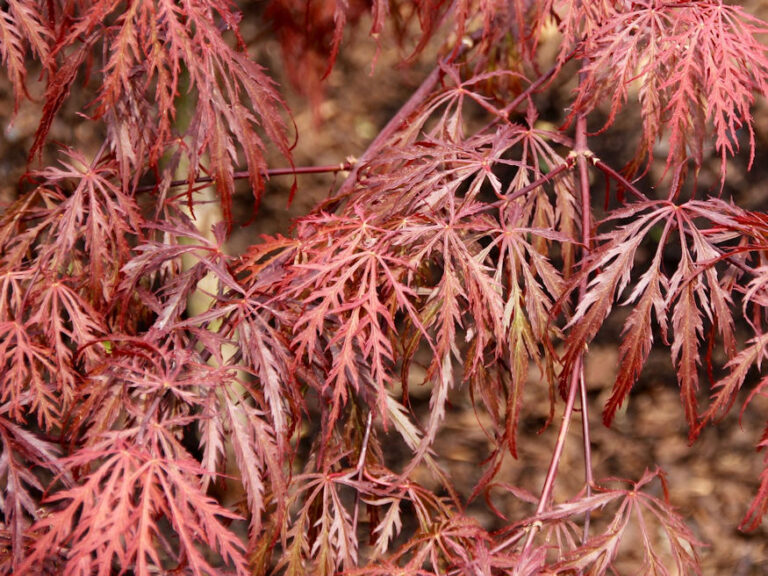 Adding Elegance to Your Garden: A Guide to Growing Laceleaf Japanese ...