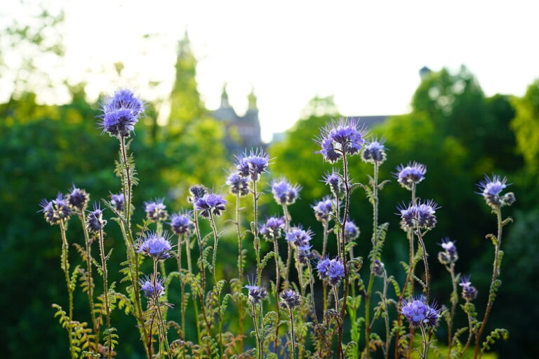 Lacy Phacelia: Your Garden’s Multifaceted Jewel – Garden Guide