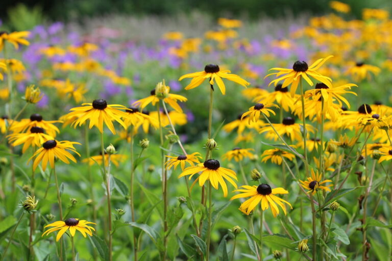 Late Blooms: Fall-Flowering Perennials Nourishing Bees – Garden Guide