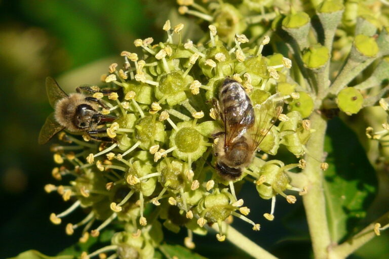 Late Blooms: Fall-Flowering Perennials Nourishing Bees – Garden Guide