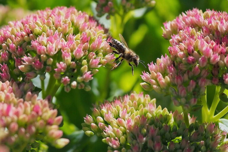 Late Blooms: Fall-Flowering Perennials Nourishing Bees – Garden Guide