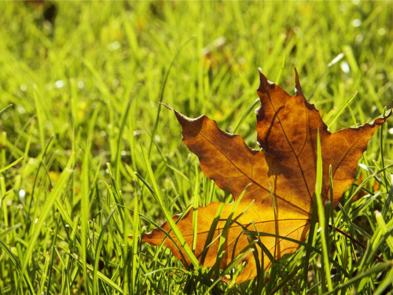 Autumn Lawn Care Guide: 4 Essential Tips for Ensuring a Lush Lawn Come ...