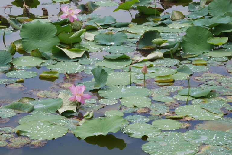 The Wonders of the Lotus Effect: Nature’s Self-Cleaning Secret – Garden ...