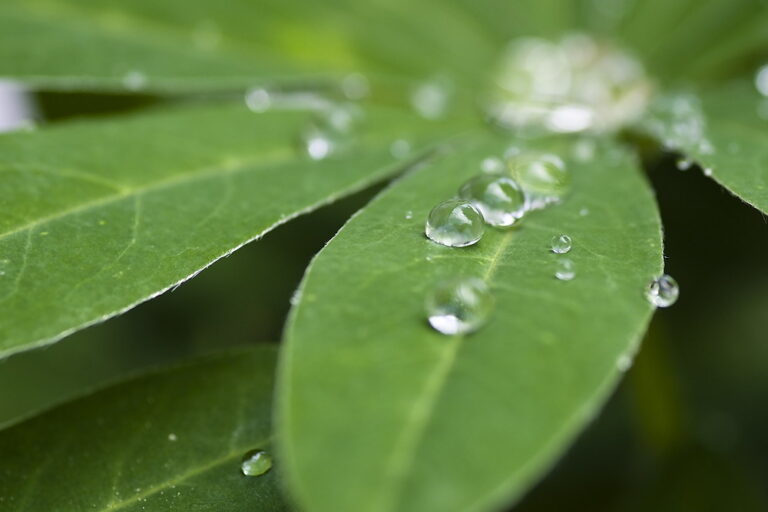 The Wonders of the Lotus Effect: Nature’s Self-Cleaning Secret – Garden ...