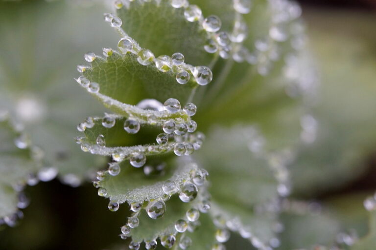 The Wonders of the Lotus Effect: Nature’s Self-Cleaning Secret – Garden ...