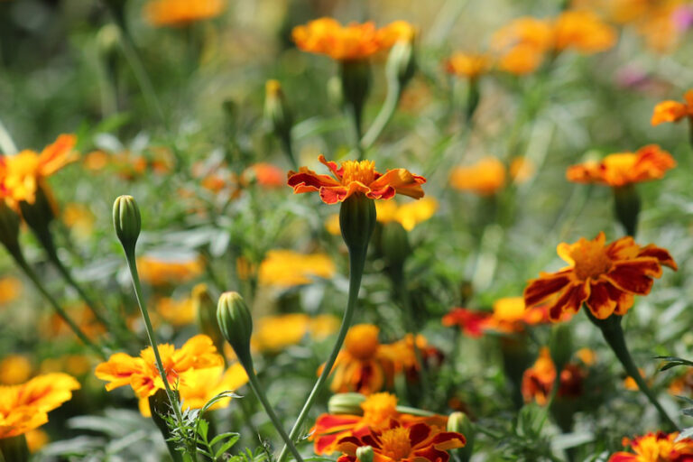 Meet the Best Low-Maintenance Ground Cover Plants – Do You Know Them ...