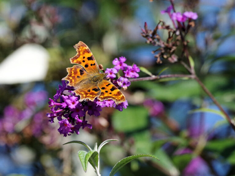Graceful Guests: Exploring the Majestic Butterflies that Flutter to the ...