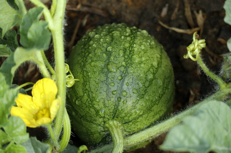 Mastering Watermelon Care: Tips for Growing Sweet, Juicy and Abundant Fruits – Garden Guide