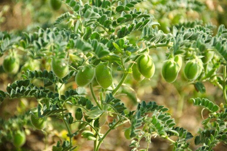 The Mighty Chickpea: A Gardener’s Guide to Cultivation and Culinary ...