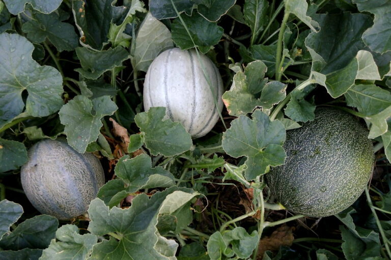 Growing and Enjoying Muskmelons: Essential Tips and Culinary ...
