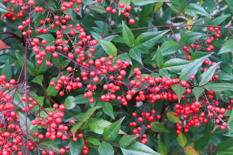 Sacred Bamboo Secrets: The Enchanting Story Behind Nandina, a Timeless ...