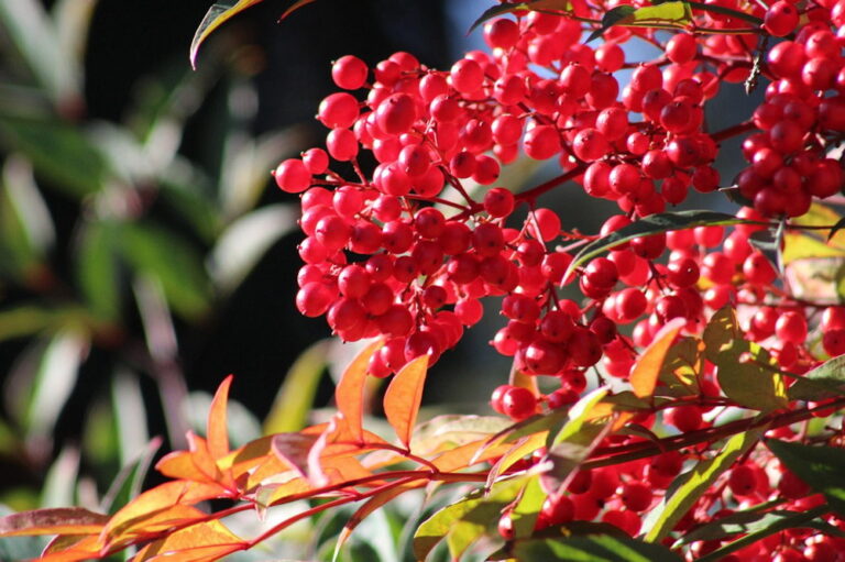 Sacred Bamboo Secrets: The Enchanting Story Behind Nandina, a Timeless ...