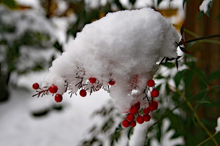Sacred Bamboo Secrets: The Enchanting Story Behind Nandina, a Timeless ...