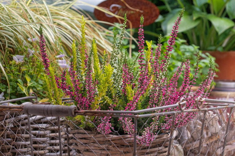 November Garden-To-Do List: Preparing for a Cozy Winter Retreat ...