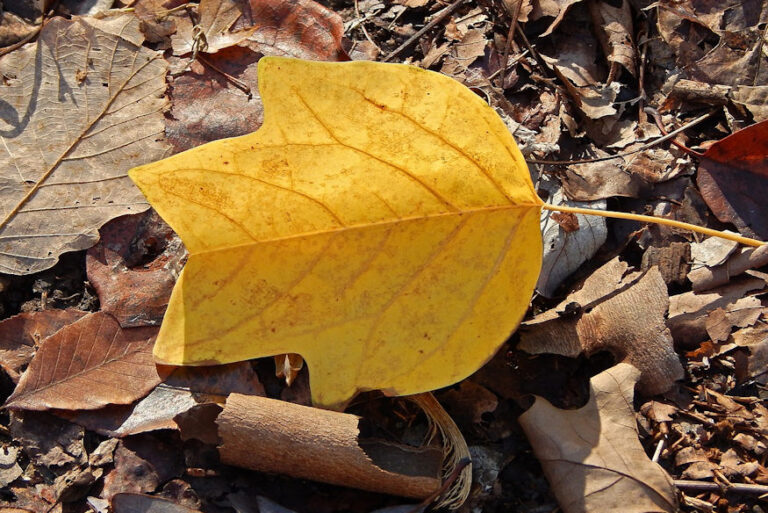 From Swift to Stubborn: How Fast Do Tree Leaves Break Down Before They ...