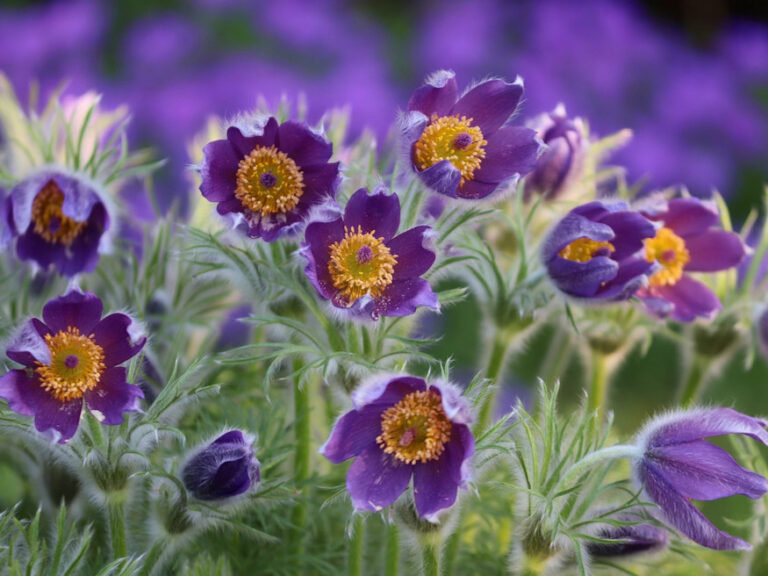 Pasque Flower: A Majestic Blossom of Renewal and Beauty – Garden Guide