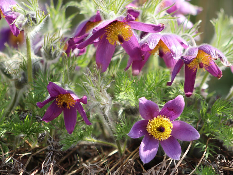 Pasque Flower: A Majestic Blossom of Renewal and Beauty – Garden Guide