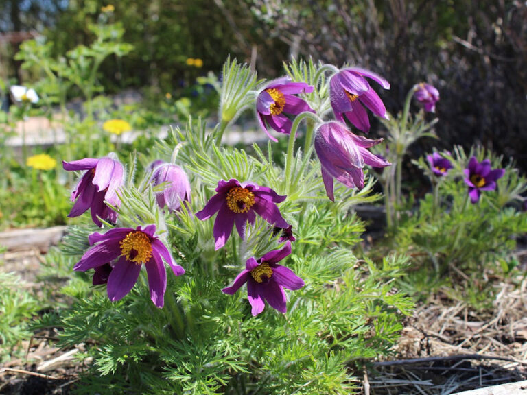 Pasque Flower: A Majestic Blossom of Renewal and Beauty – Garden Guide