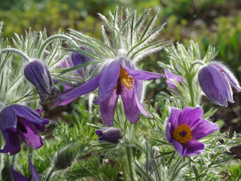 Pasque Flower: A Majestic Blossom of Renewal and Beauty – Garden Guide