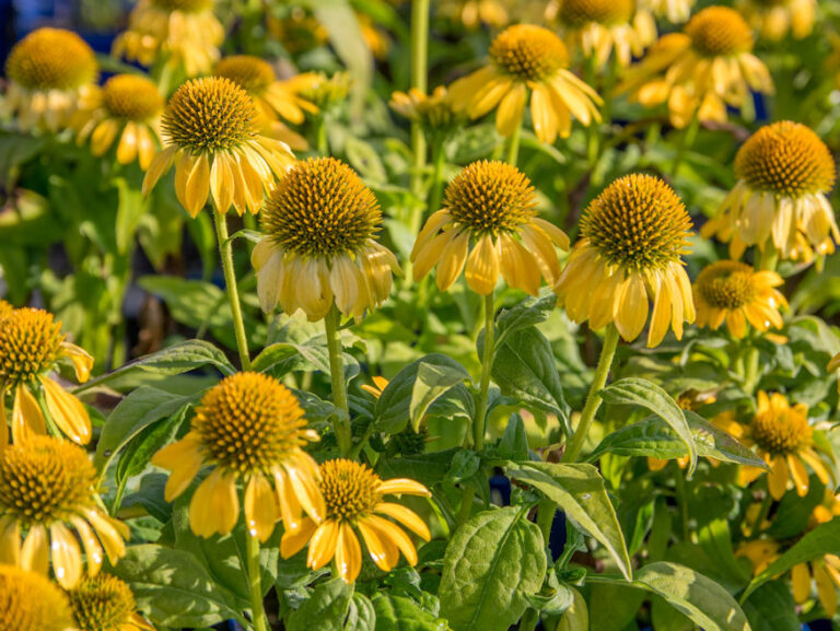 Perennial Power: Exploring the Beauty and Benefits of Coneflowers ...
