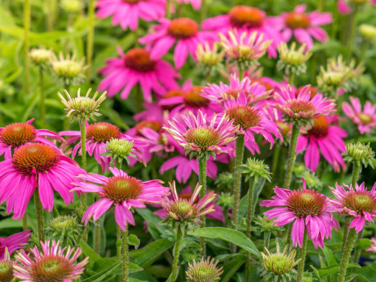 Perennial Power: Exploring the Beauty and Benefits of Coneflowers ...