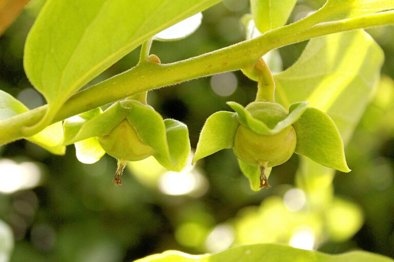 Decoding the Enigma: Exploring the Causes of Persimmon Tree Flower and ...