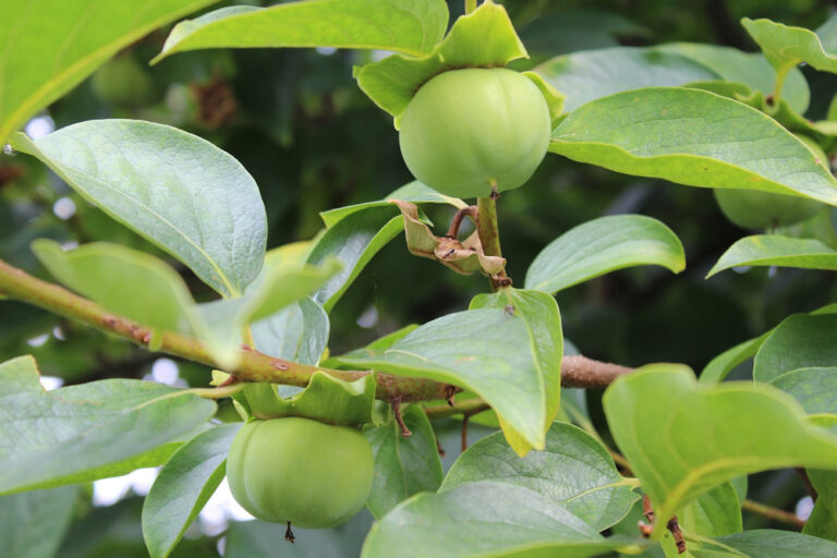 Decoding the Enigma: Exploring the Causes of Persimmon Tree Flower and ...