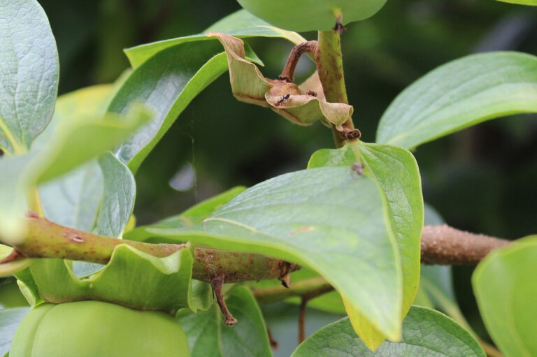 Decoding the Enigma: Exploring the Causes of Persimmon Tree Flower and ...