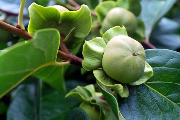 Decoding the Enigma: Exploring the Causes of Persimmon Tree Flower and ...