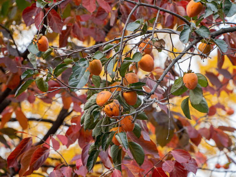 Is Your Garden Ready for Persimmons? Exploring a Versatile Fruit for ...