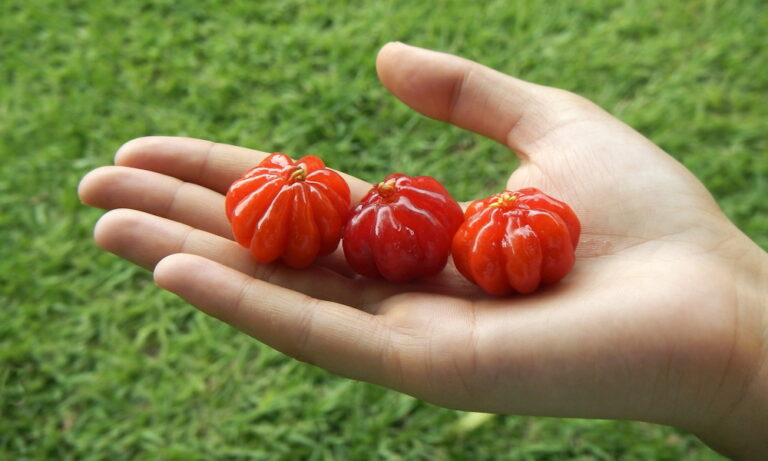 Pitanga: The Tropical Gem That Tantalizes Taste Buds and Boosts Health ...