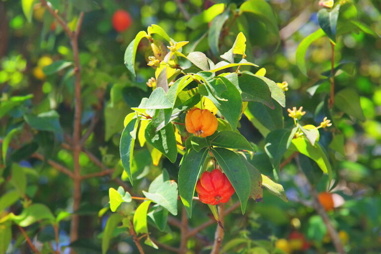Pitanga: The Tropical Gem That Tantalizes Taste Buds and Boosts Health ...