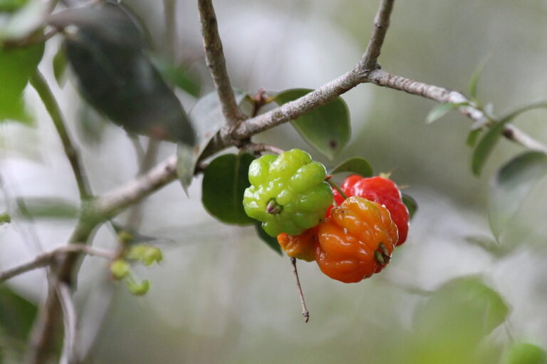 Pitanga: The Tropical Gem That Tantalizes Taste Buds and Boosts Health ...