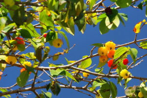 Pitanga: The Tropical Gem That Tantalizes Taste Buds and Boosts Health ...