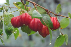 Pitanga: The Tropical Gem That Tantalizes Taste Buds and Boosts Health ...