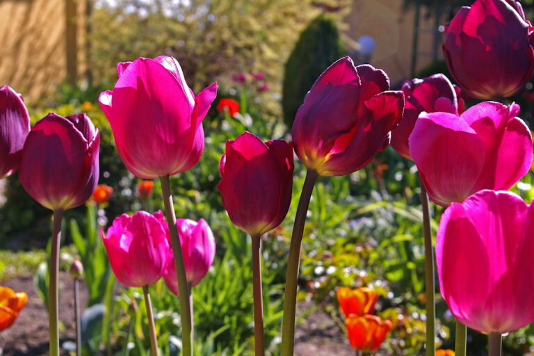 Planting Spring-Blooming Bulbs: Your Fall Gardening Guide – Garden Guide
