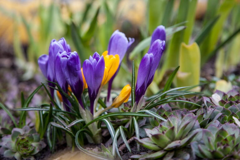 Planting Spring-Blooming Bulbs: Your Fall Gardening Guide – Garden Guide