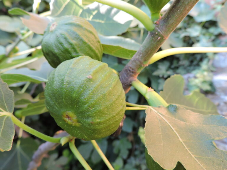Unlocking the Potential of Unripe Figs: Tips, Tricks and Delectable ...
